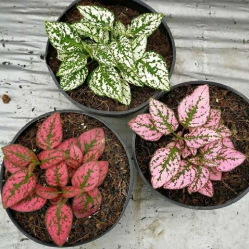 Promo Paket 3 Tanaman Pohon Hipotes Merah - Hypotes Putih - Hipotes ...