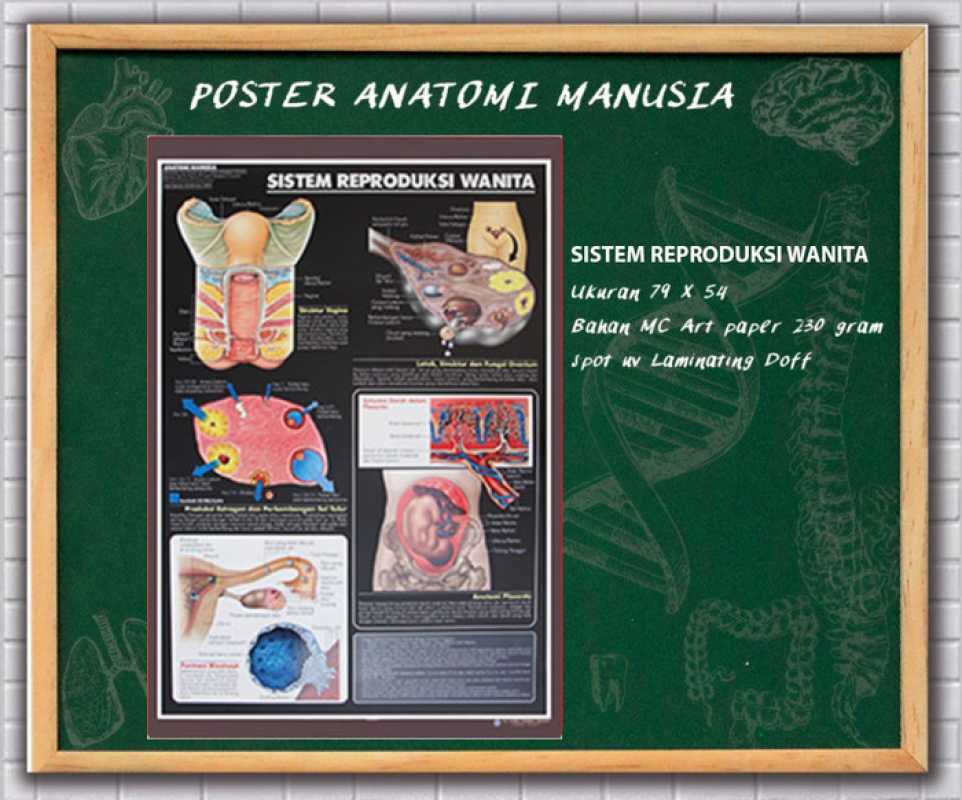 Promo Poster Anatomi Manusia (sistem Reproduksi Wanita) Diskon 23% Di ...