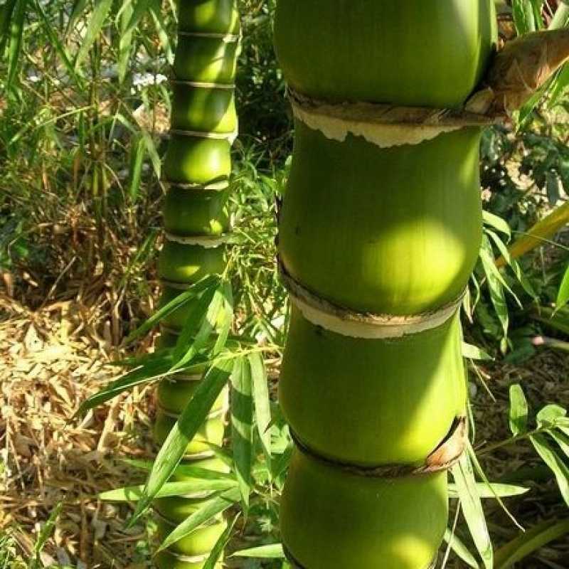 Jual Tanaman Bambu Botol(bambu Tasbih) Di Seller Zati Shop - Cengkareng ...