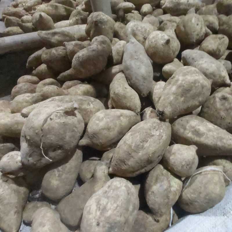 Jual Ubi Mentah Putih Fresh Segar 1kg Di Seller Al Dien Store - Jatake ...