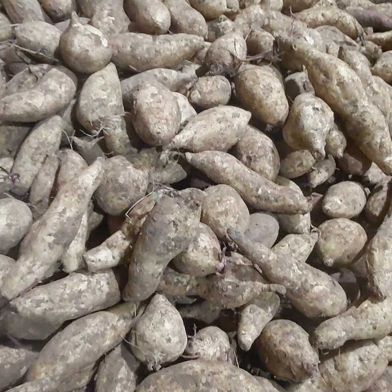 Jual Ubi Mentah Putih Fresh Segar 1kg Di Seller Al Dien Store - Jatake ...