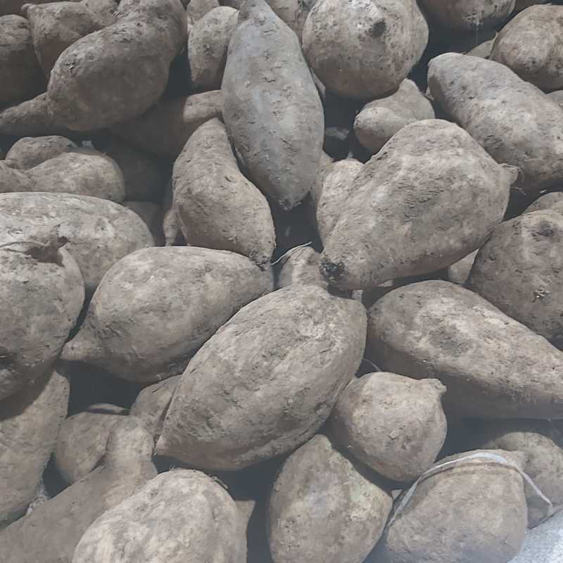 Jual Ubi Mentah Putih Fresh Segar 1kg Di Seller Al Dien Store - Jatake ...