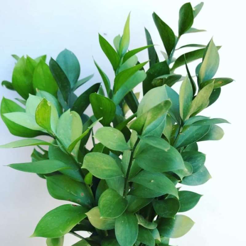 Promo Daun Ruskus ( Daun Potong Lokal Jakarta ) Diskon 23% Di Seller ...