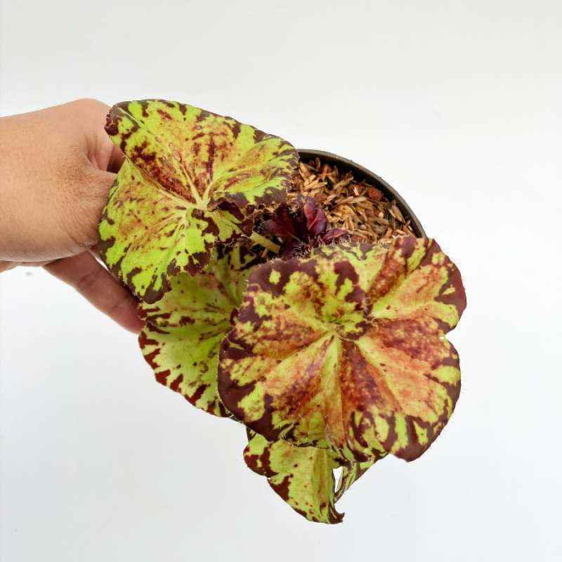 Promo Begonia Rex Zumba / Indoor Pot Plants / Terrarium / Landscape ...