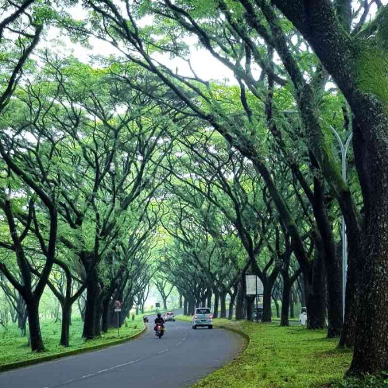 Trembesi (Samanea Saman): Lebih Dari Sekadar Tanaman Peneduh, Mesin Penyerap Karbon Dioksida ...