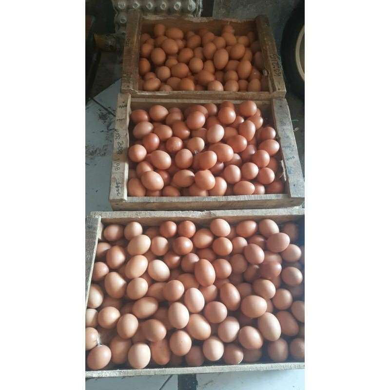 Jual Telur Ayam Negeri Fresh Grade A /1kg Instan Di Seller Js Telur ...