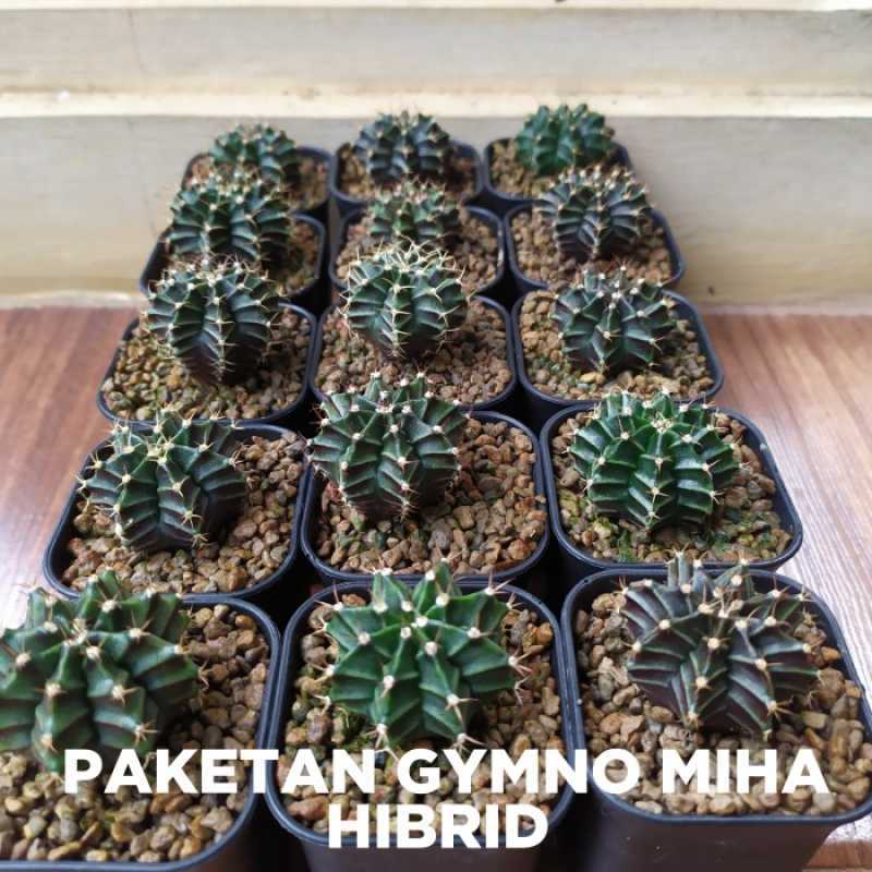 Jual Paketan Kaktus Gymnocalycium Mihanovichii (gymno Miha) Hibrid ...