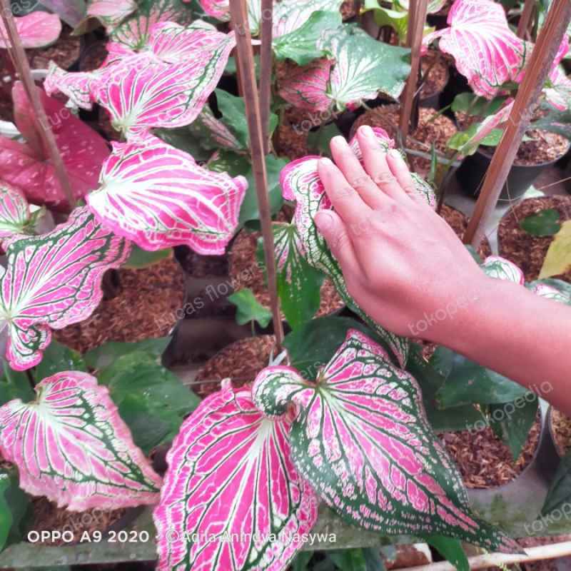 Jual Keladi Wayang Batik Tanaman Di Seller Circlet - Cengkareng Timur ...