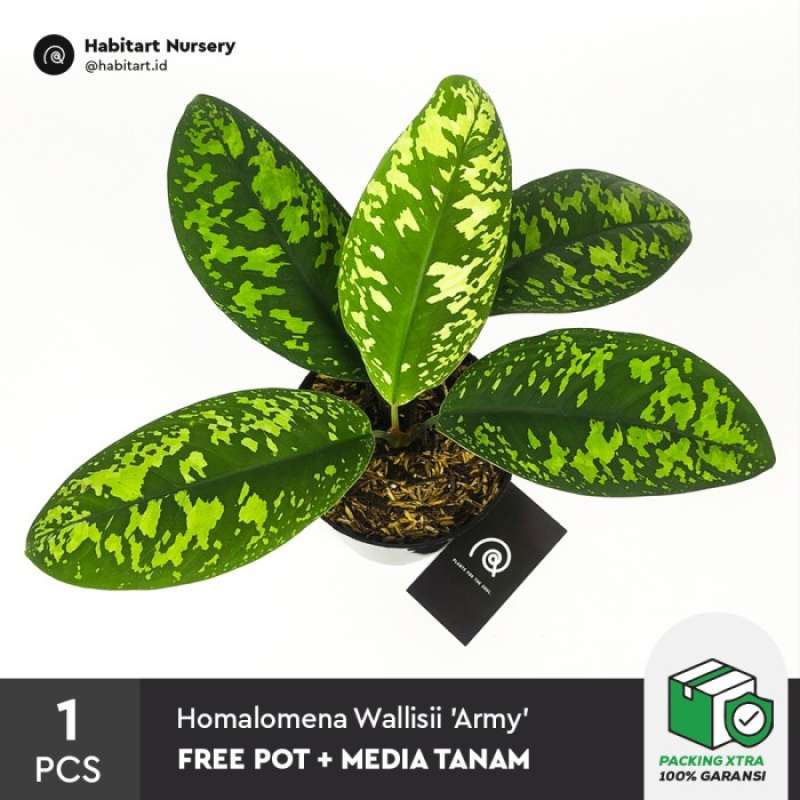 Jual Homalomena Wallisii 'army' / Adelonema Camouflage - Tanaman Hias ...