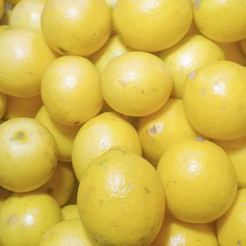 jeruk lemon