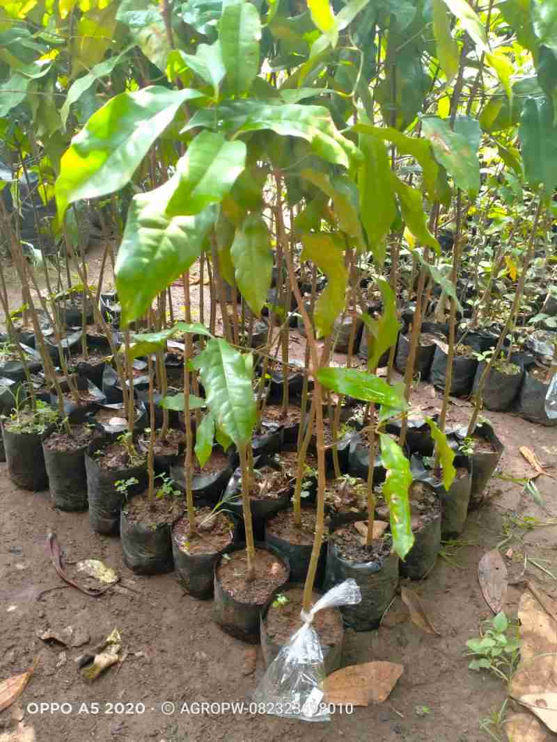 pohon melinjo berakar