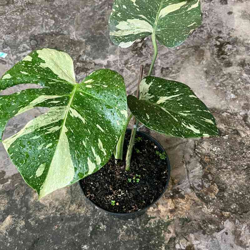 Jual Tanaman Monstera Monthai 💯 Harga Murah & Kualitas Terbaik Juli 2025