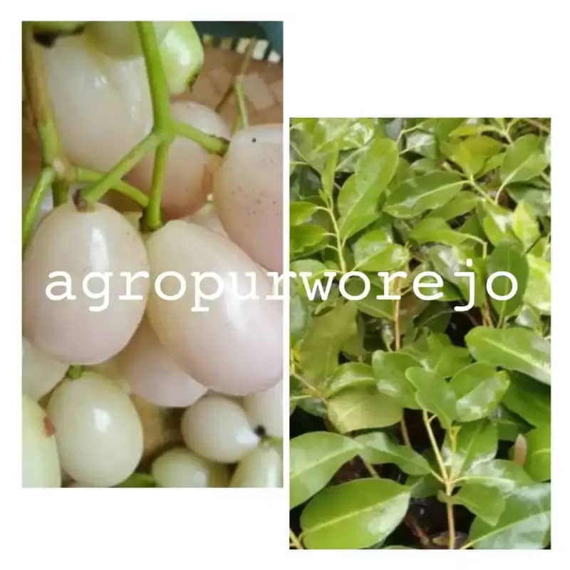 Duwet Jamblang Gratis Ongkir 🔥 Harga Murah November 2025