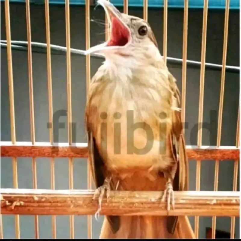 burung kapas tembak harganya berapa
