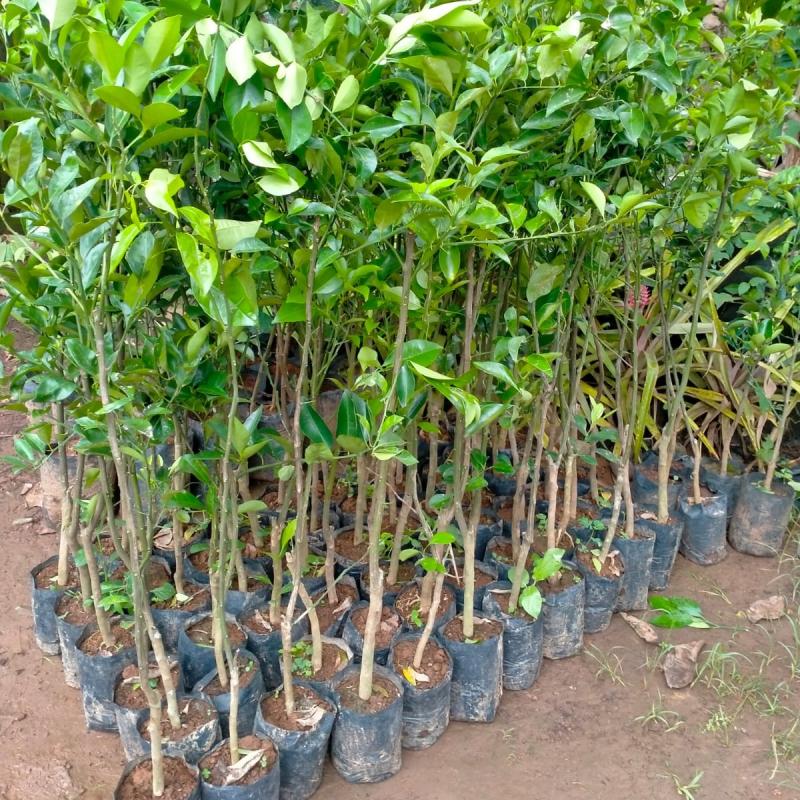 Jual Bibit Tanaman Jeruk Siam Madu Malang - Rasa Manis Berbuah Lebat Di ...