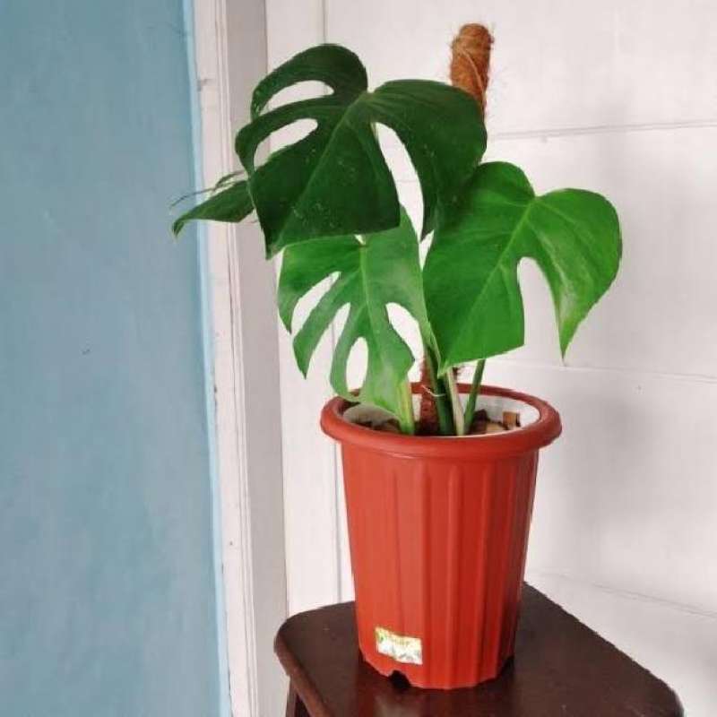 Jual Pot Bunga Tanaman Tinggi Yogap Ypt Original Lengkap Di Seller ...