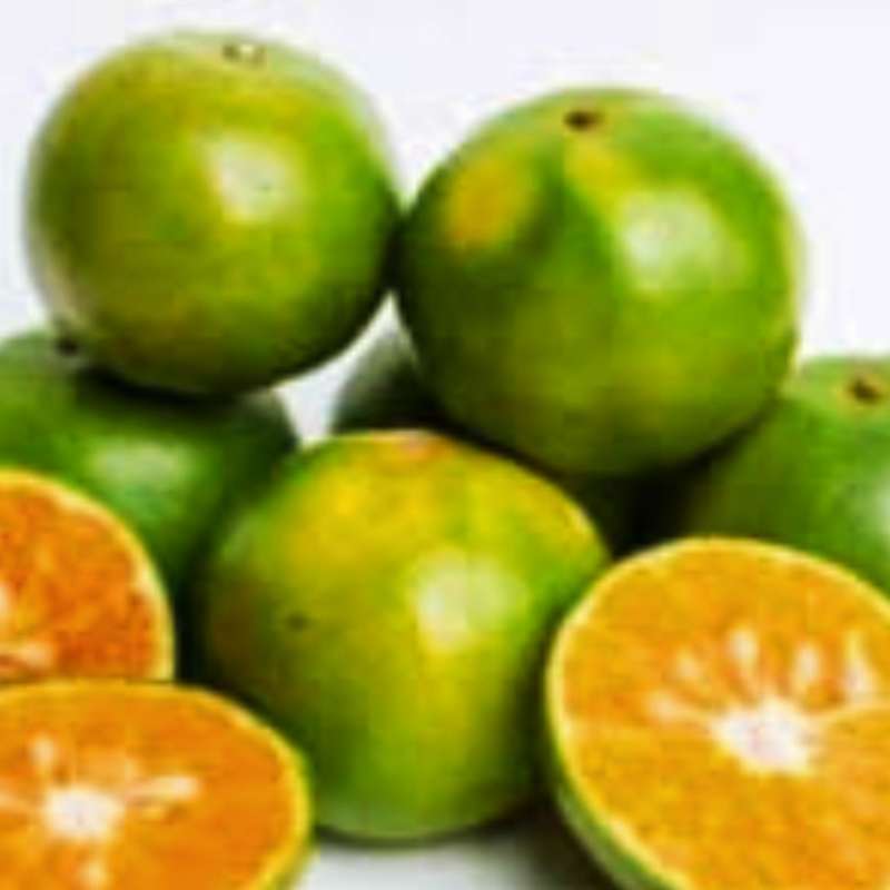 Jeruk Buah