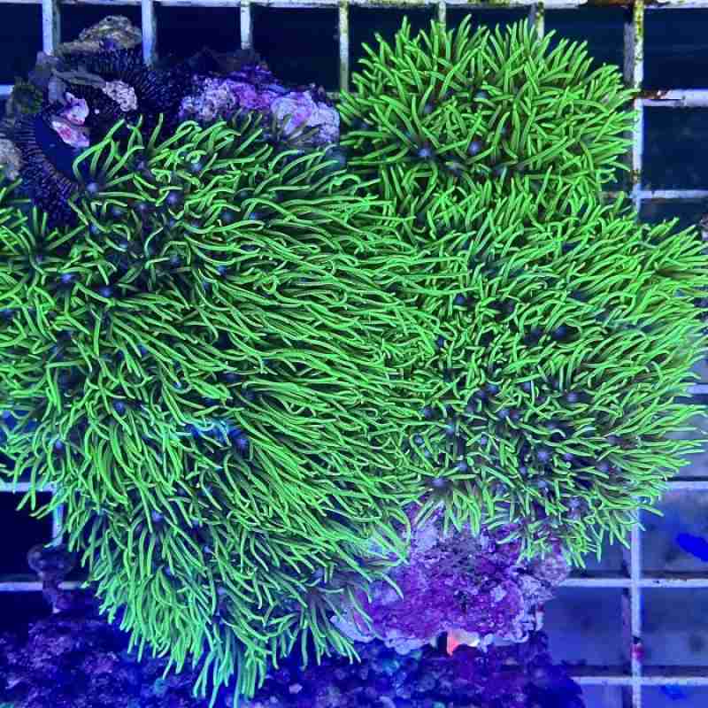 Promo Polyp bintang / green star polyp / GSP warna hijau metalik Diskon ...