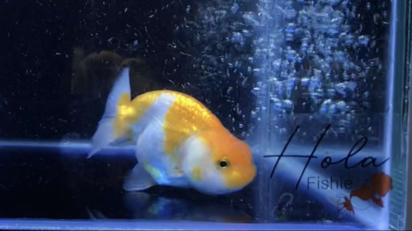 Promo RANCU IKAN MAS KOKI RANCHU RED WHITE RW / RANCU GOLDFISH FANCY ...