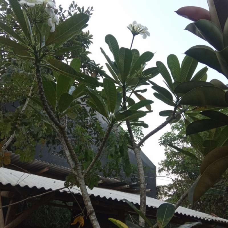 Jual Paket 2 Pohon Kamboja Bunga Putih Dan Kuning Ukuran 3 Meter Di ...