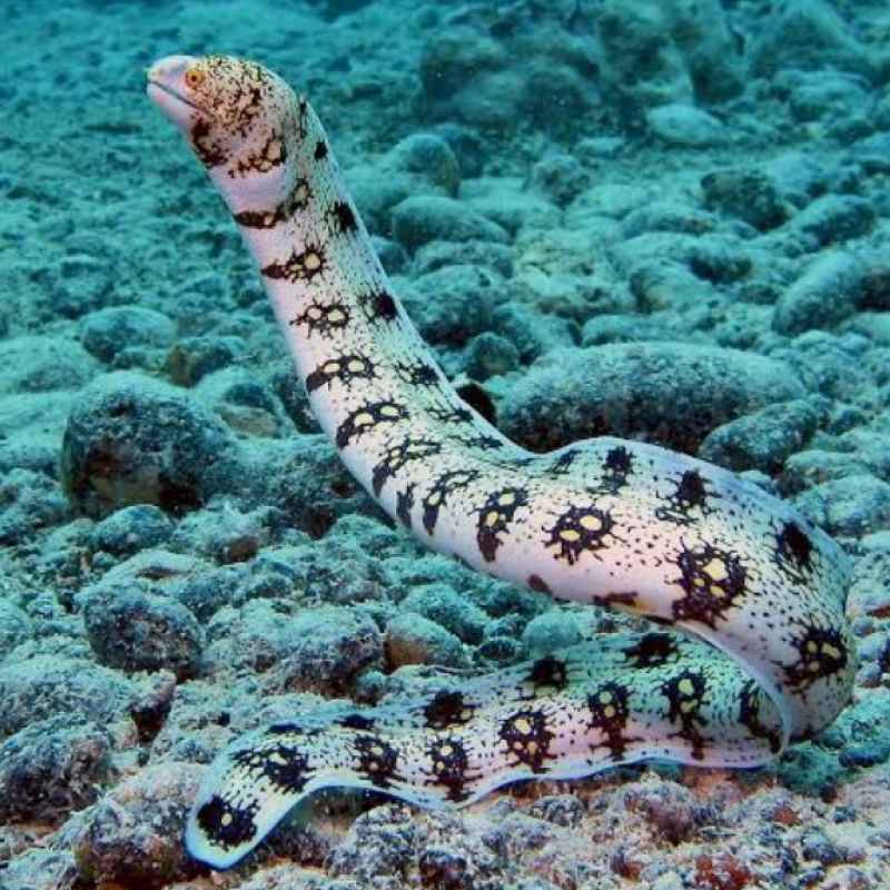 Promo Snowflake Eel Moray Belut Laut Fresh Water Air Tawar (Bukan Tiger ...