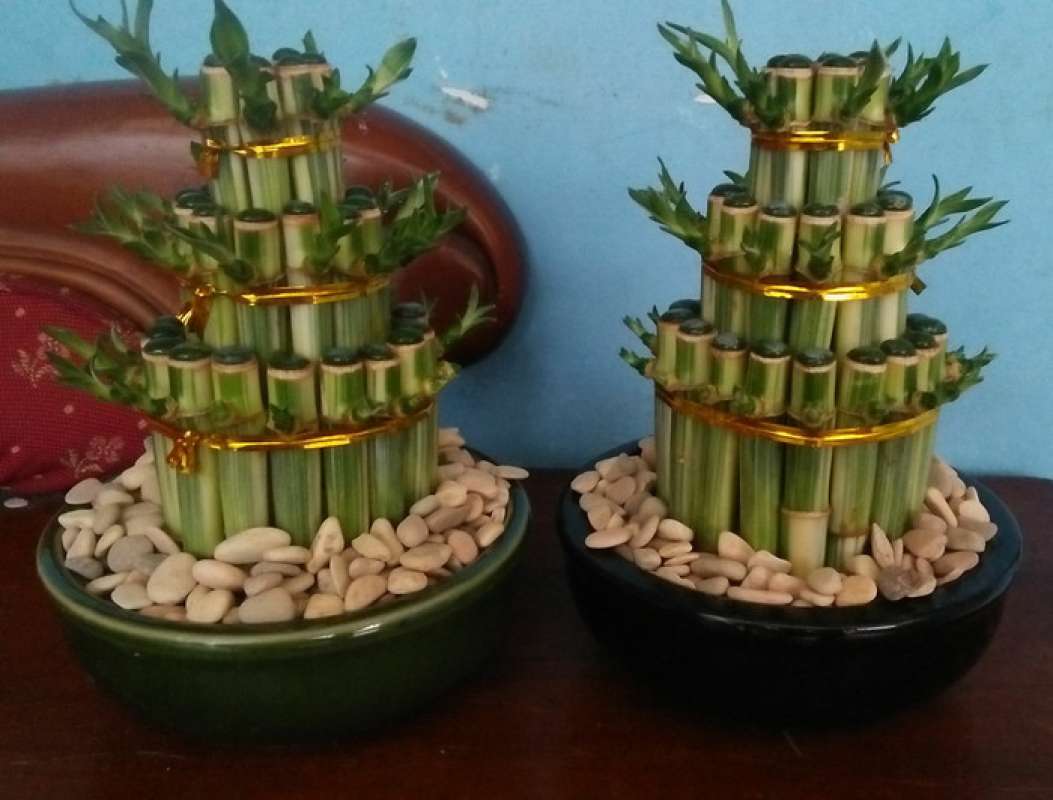 Promo Bambu Hoki Varigata 15Cm + Vas Bunga Keramik &Batu Krikil Alam ...