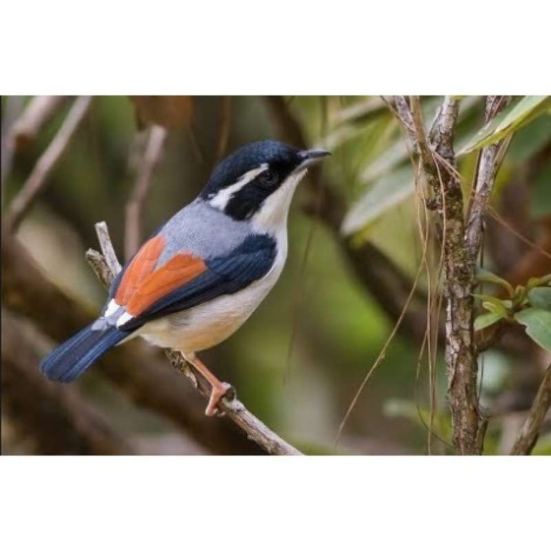 Burung Pentet