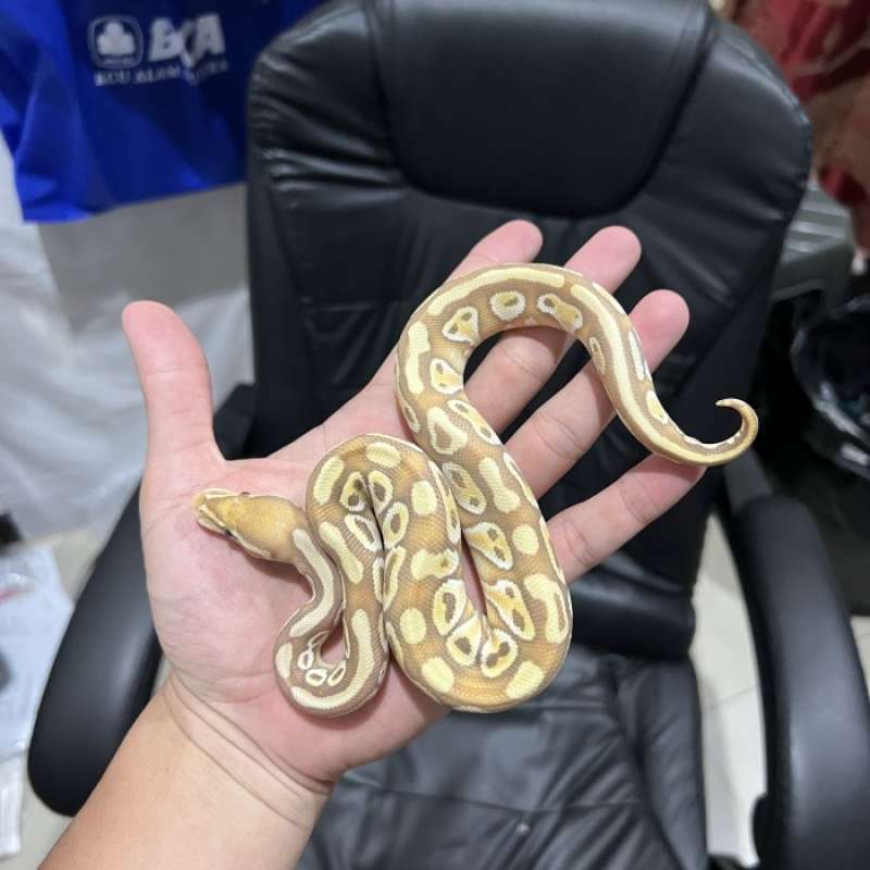 Banana Lesser Ball Python