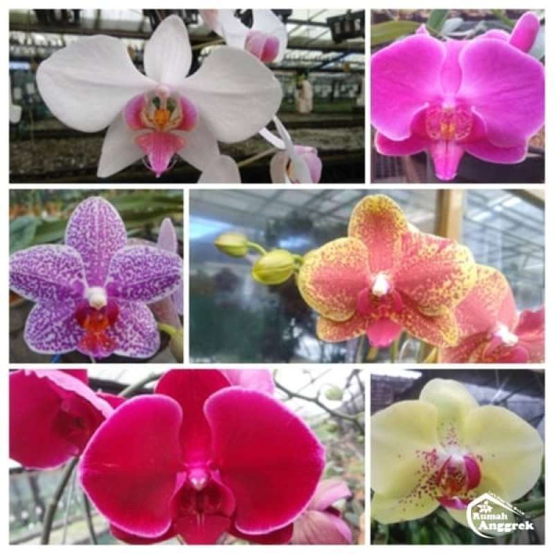 Promo Anggrek Bulan Phalaenopsis Dewasa Bibit Hybrid Ph Hibrida Diskon ...