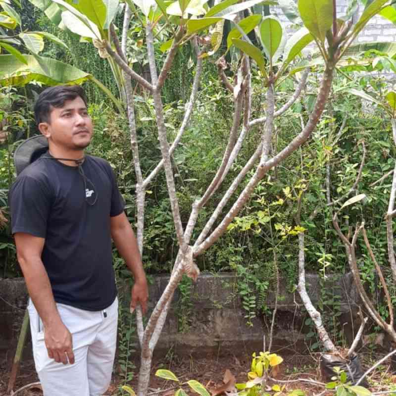 Promo pohon kamboja tri calor ukuran 2m +pot keramik Diskon 23% di ...