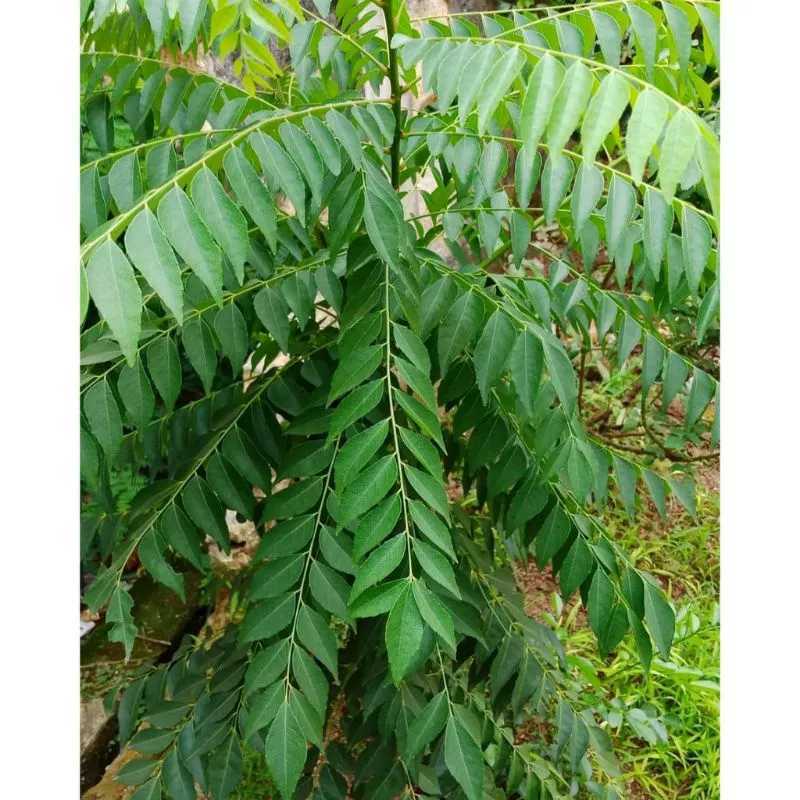 Jual Daun kari curry/salam Koja/1 tangkai/daun segar di Seller ...