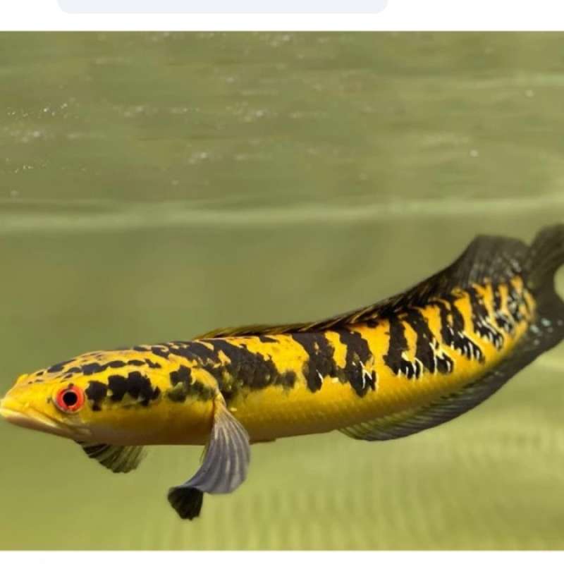 Promo IKAN HIAS CHANNA YS YELLOW SENTARUM MARU SNAKEHEAD CHANNAMARU ...