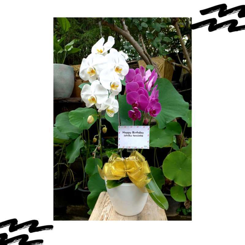 Promo Jual bunga anggrek bulan rangkaian 2 Pohon Campur (Ungu + Putih ...