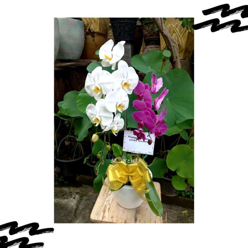 Promo Jual bunga anggrek bulan rangkaian 2 Pohon Campur (Ungu + Putih ...
