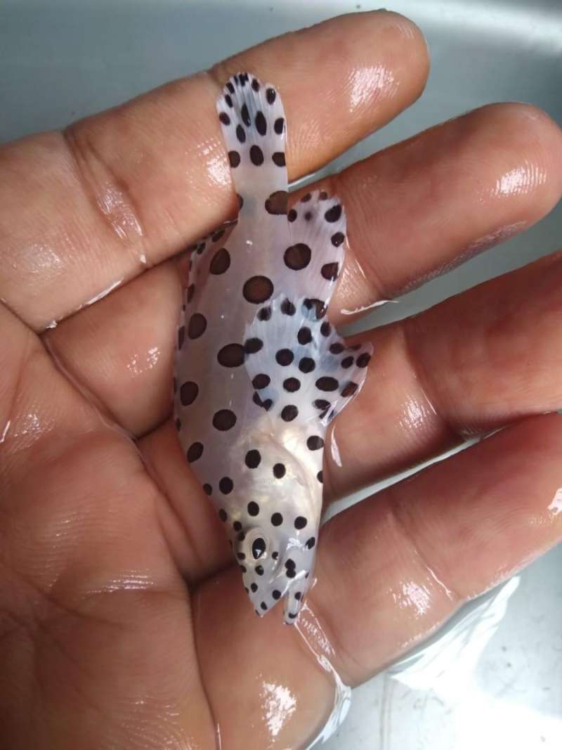 Jual Kerapu Tikus - Ikan Hias Air Laut / Marine Fish - L Di Seller ...