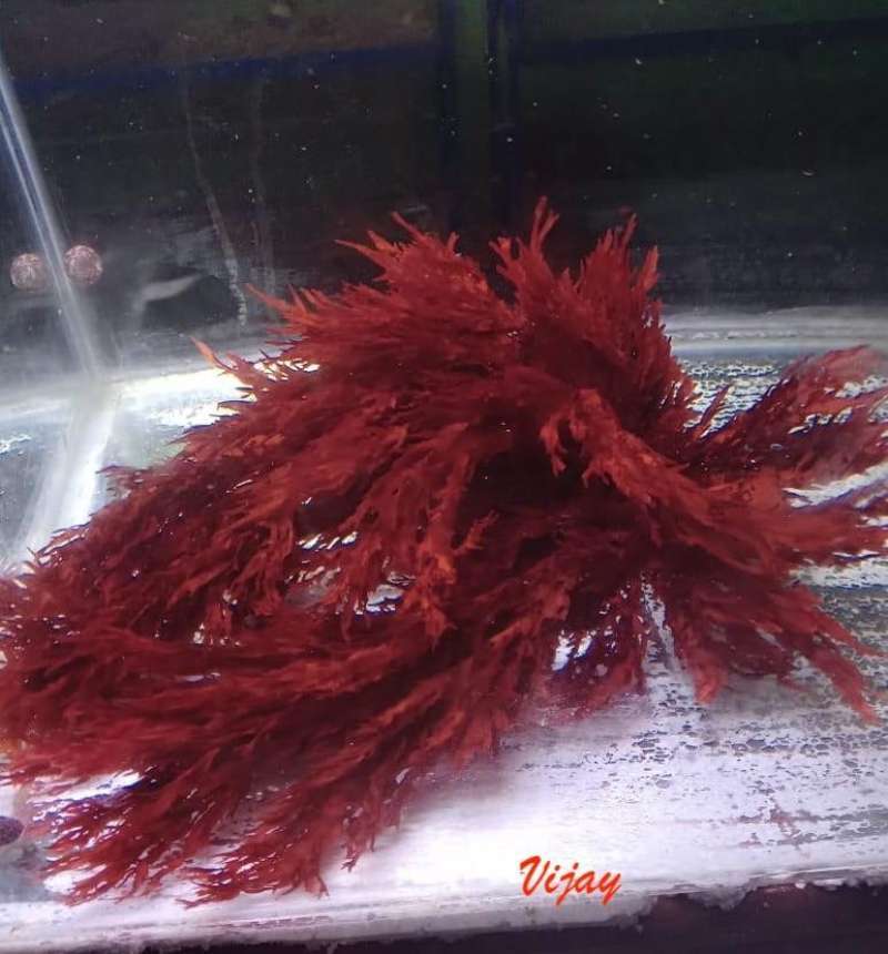 Jual Macroalgae Makro Algae Merah Tanaman Air Laut Di Seller Vijay ...
