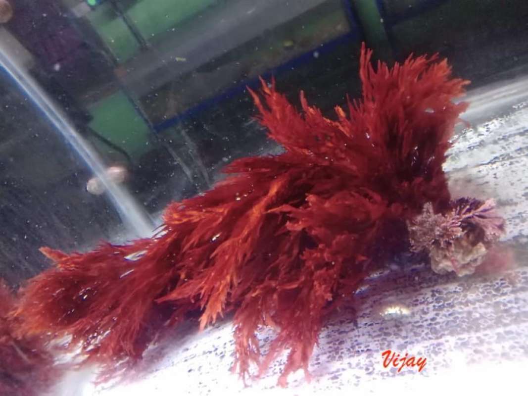 Jual Macroalgae Makro Algae Merah Tanaman Air Laut Di Seller Vijay ...