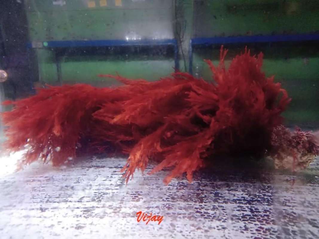 Jual Macroalgae Makro Algae Merah Tanaman Air Laut Di Seller Vijay ...