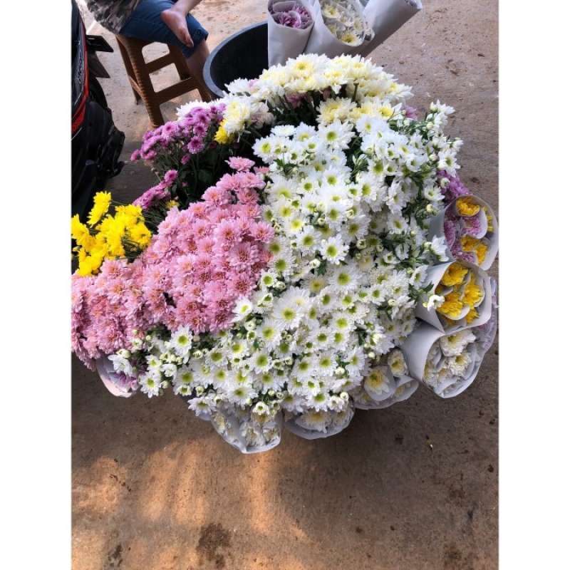 Promo Bunga Krisan Aster Potong Segar Semua Warna, Fresh Aster 10 ...