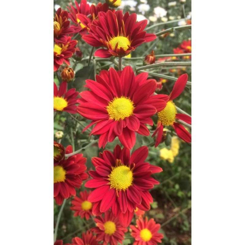 Promo Bunga Krisan Aster Potong Segar Semua Warna, Fresh Aster 10 ...