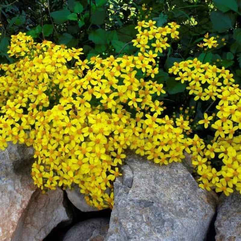 Jual Tanaman Hias Merambat Dan Gantung Bunga Kuning Yellow Butterfly ...