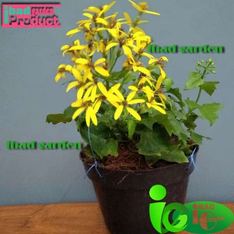 Jual Tanaman Hias Merambat Dan Gantung Bunga Kuning Yellow Butterfly ...