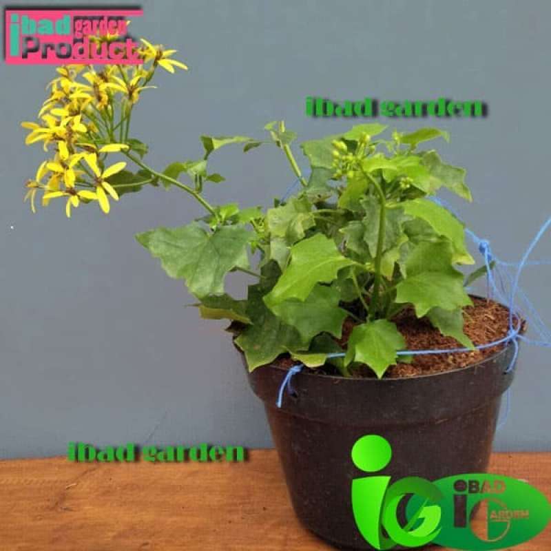 Jual Tanaman Hias Merambat Dan Gantung Bunga Kuning Yellow Butterfly ...