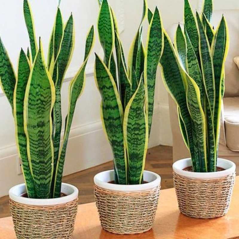 Promo 100% Produk Ori Tanaman Hias Sensivera / Tanaman Lidah Mertua ... Promo 100% Produk Ori Tanaman Hias Sensivera / Tanaman Lidah Mertua ...