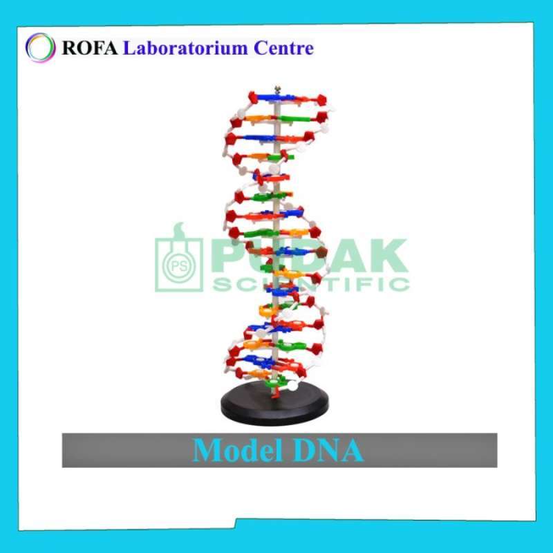 Promo Model Dna / Model Double Helix Dna / Model Asam Nukleat Diskon 23 ...