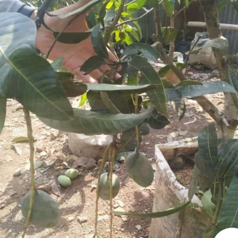 Promo Pohon Mangga Harumanis Berbuah Diskon 23% Di Seller Zawaru Store ...