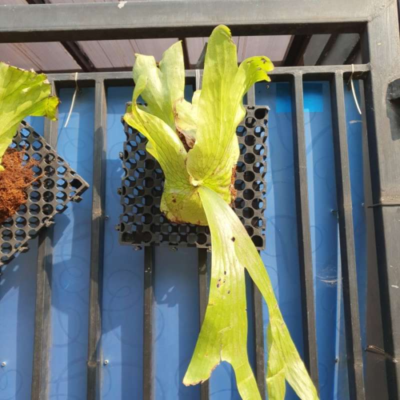 Promo Platycerium Grande Simbar Sulawesi Sesuai Foto Diskon 33% Di ...