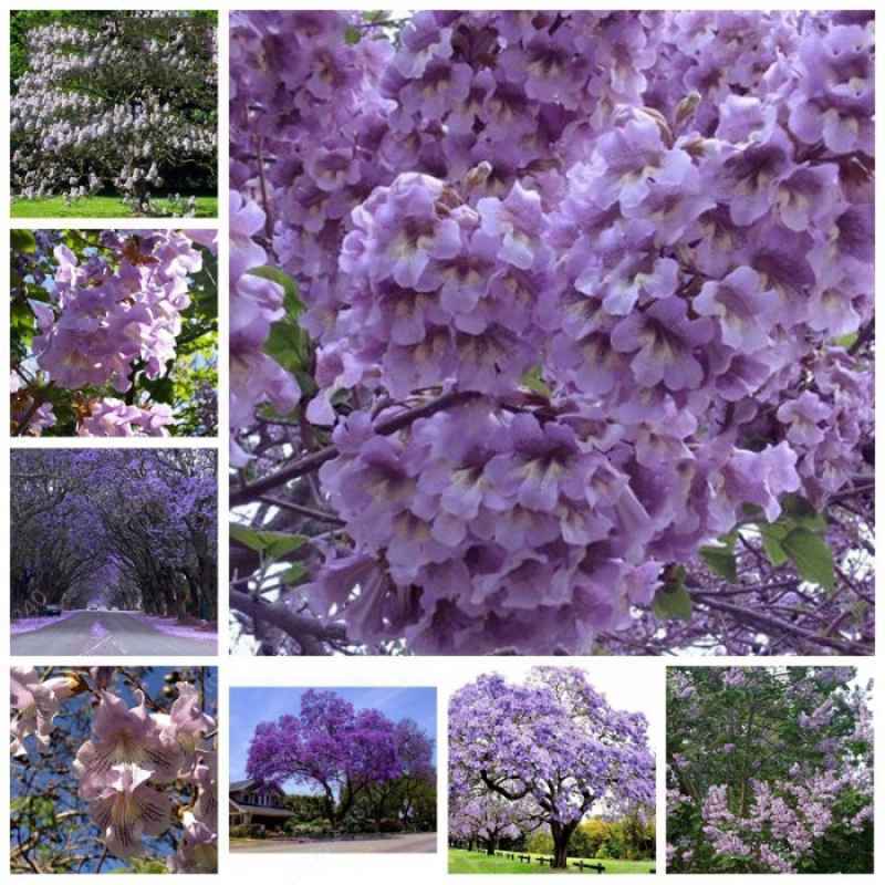 Jual Kr W 100 Pcs Pack Paulownia Bibit Park Tree Hijau Di Seller Winter ...