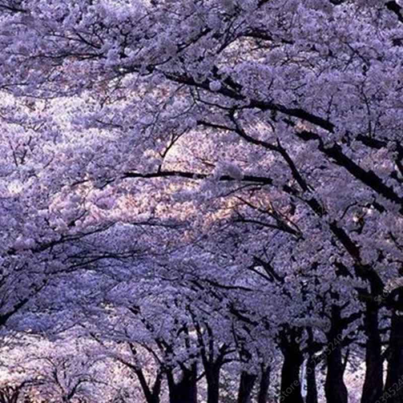 Jual Kr W 100 Pcs Pack Paulownia Bibit Park Tree Hijau Di Seller Winter ...