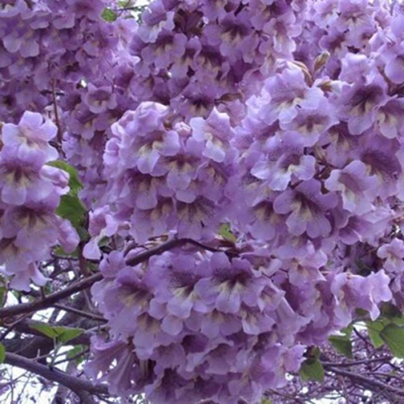 Jual Kr W 100 Pcs Pack Paulownia Bibit Park Tree Hijau Di Seller Winter ...